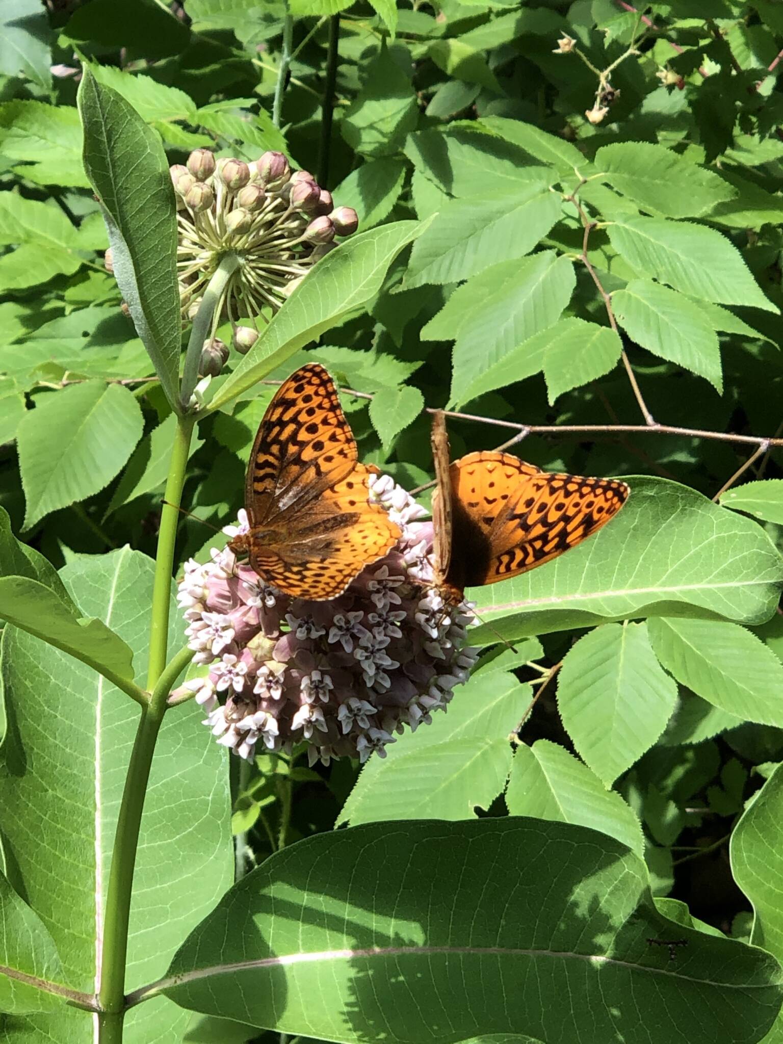 Nature-Based Gardening: 12 Tips from Perfect Earth Project