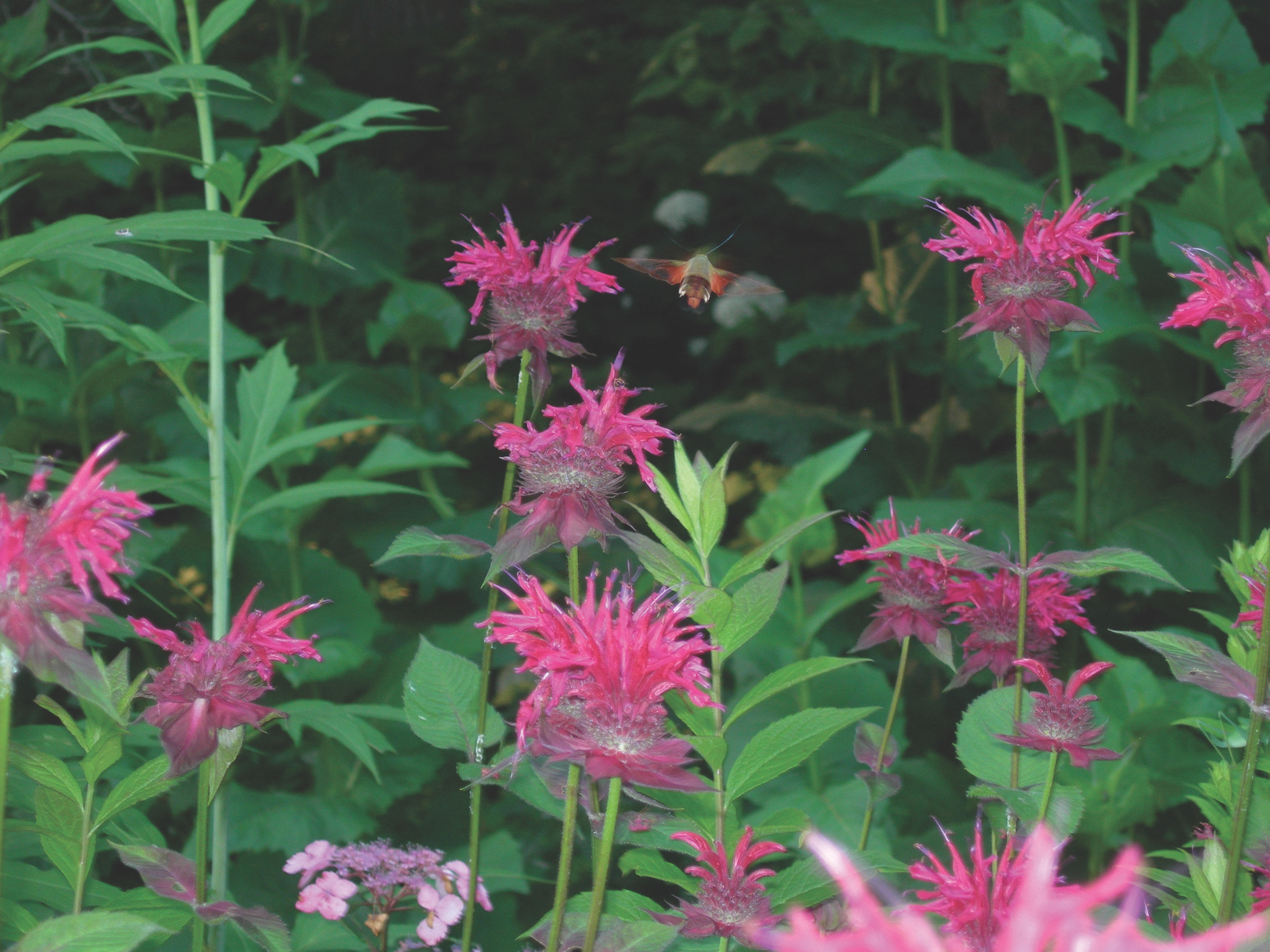 Nature-Based Gardening: 12 Tips from Perfect Earth Project