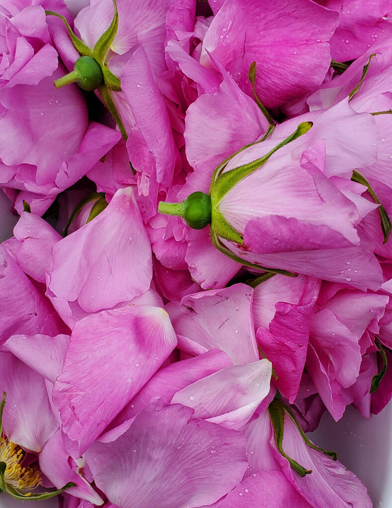 Rose petals are a fragrant and delicious ingredient