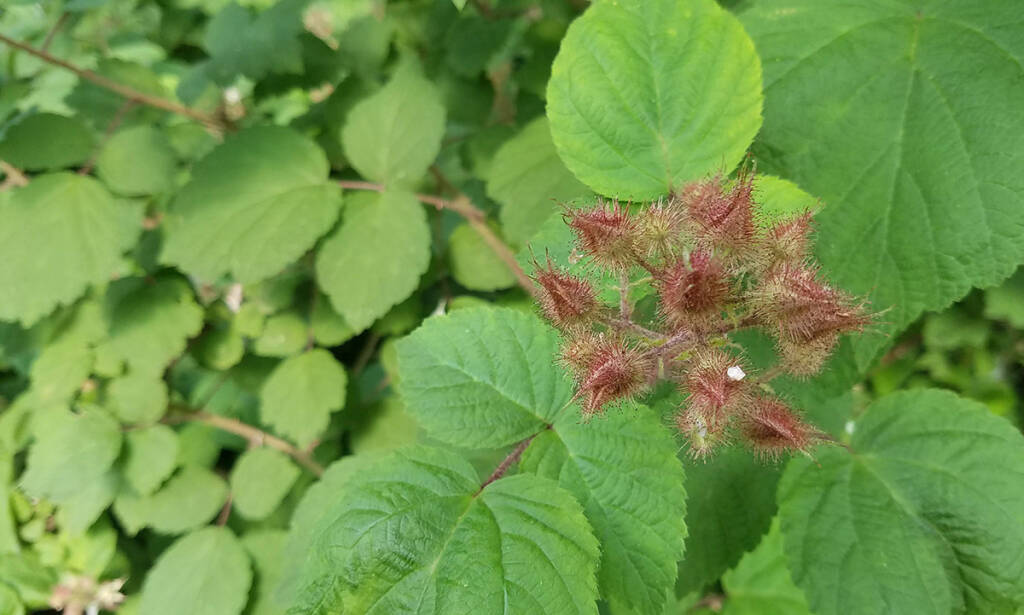 Wineberries: Recipes Using the Raspberry Native