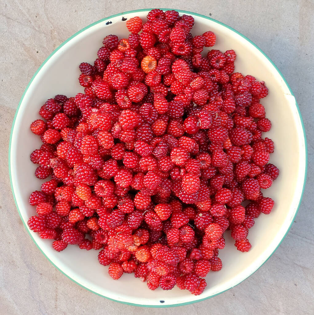 Wineberries: Recipes Using the Raspberry Native