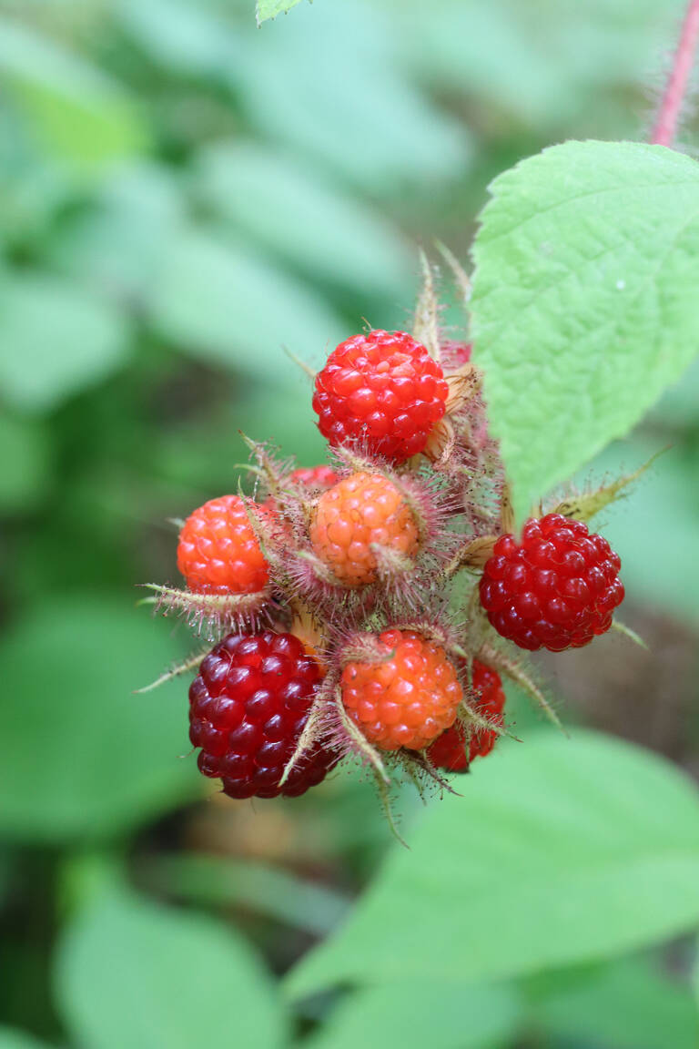 Wineberries: Recipes Using the Raspberry Native