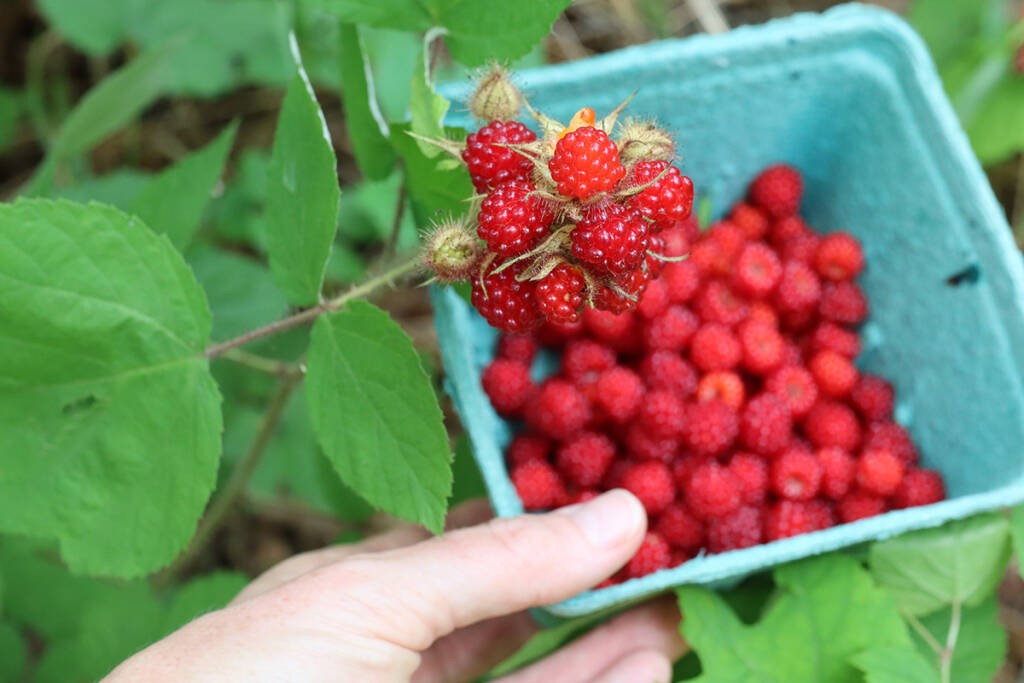 Wineberries: Recipes Using the Raspberry Native