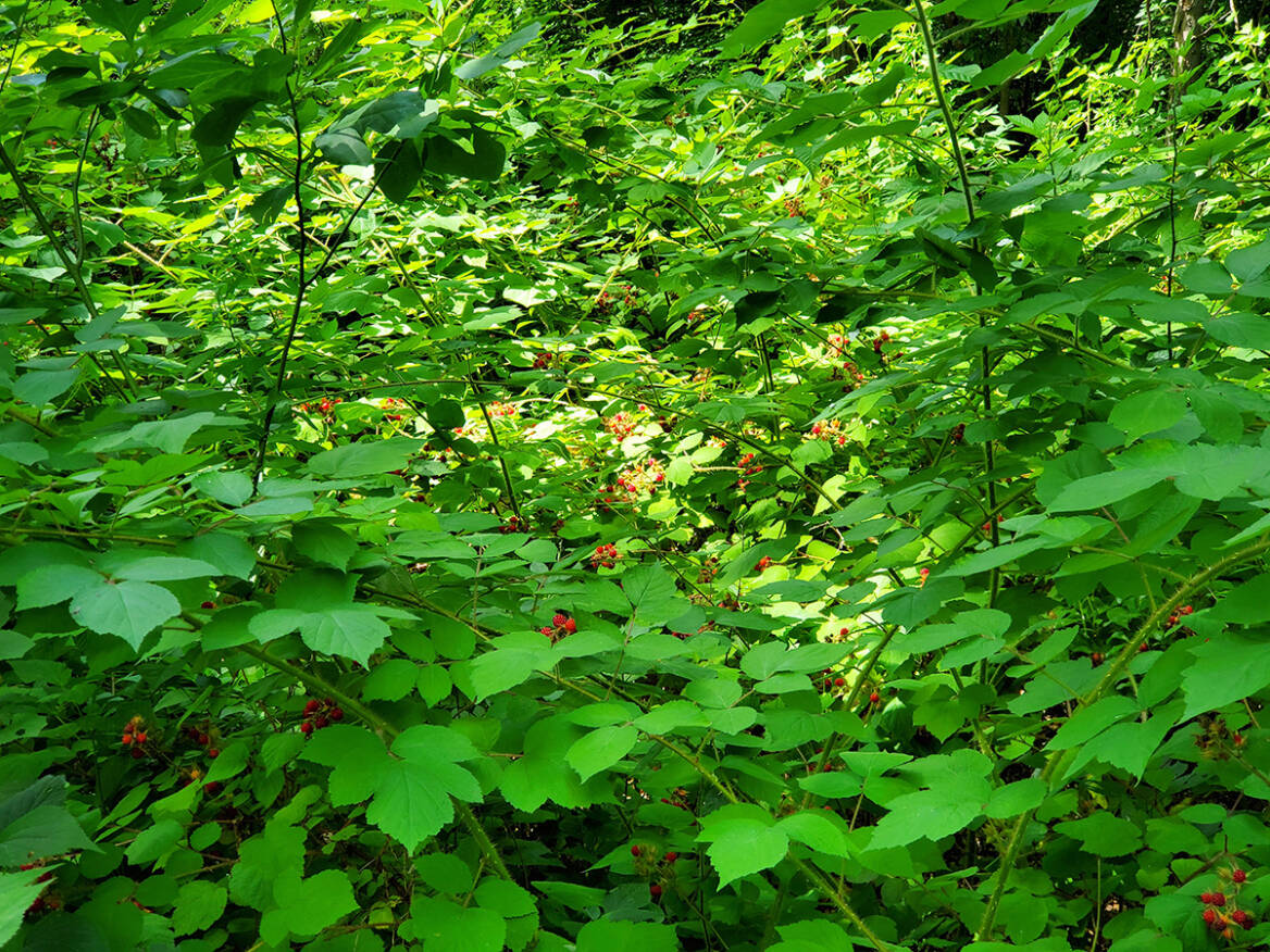 Wineberries: Recipes Using the Raspberry Native