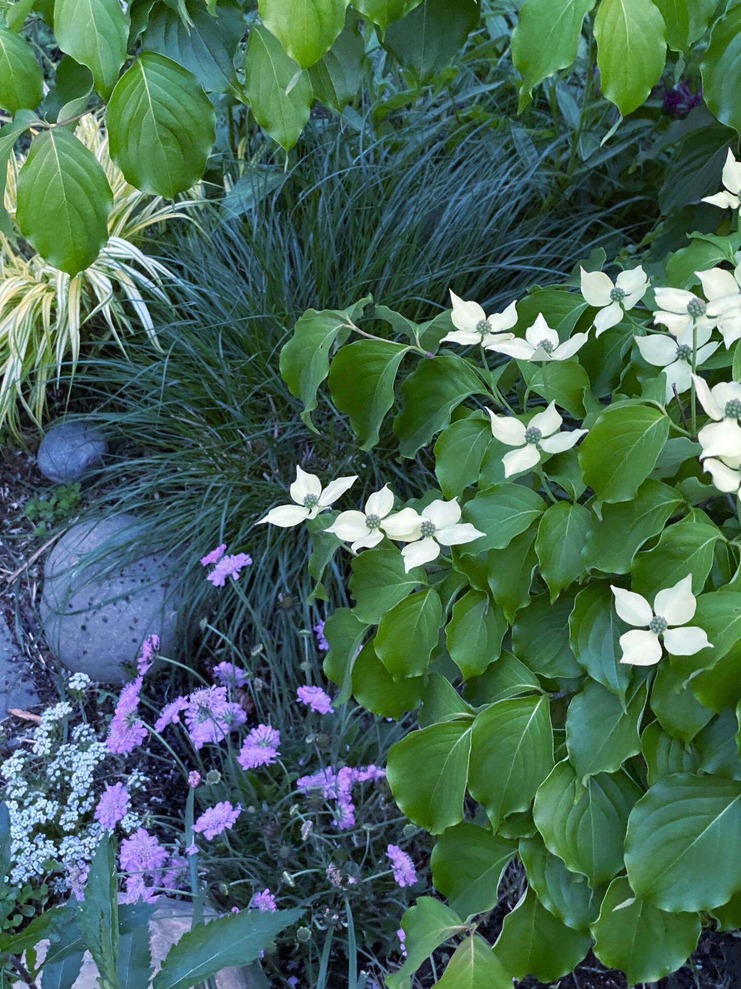 The Lavender Ghost Garden: Amy Ilias and Jim Denney's Backyard Makeover