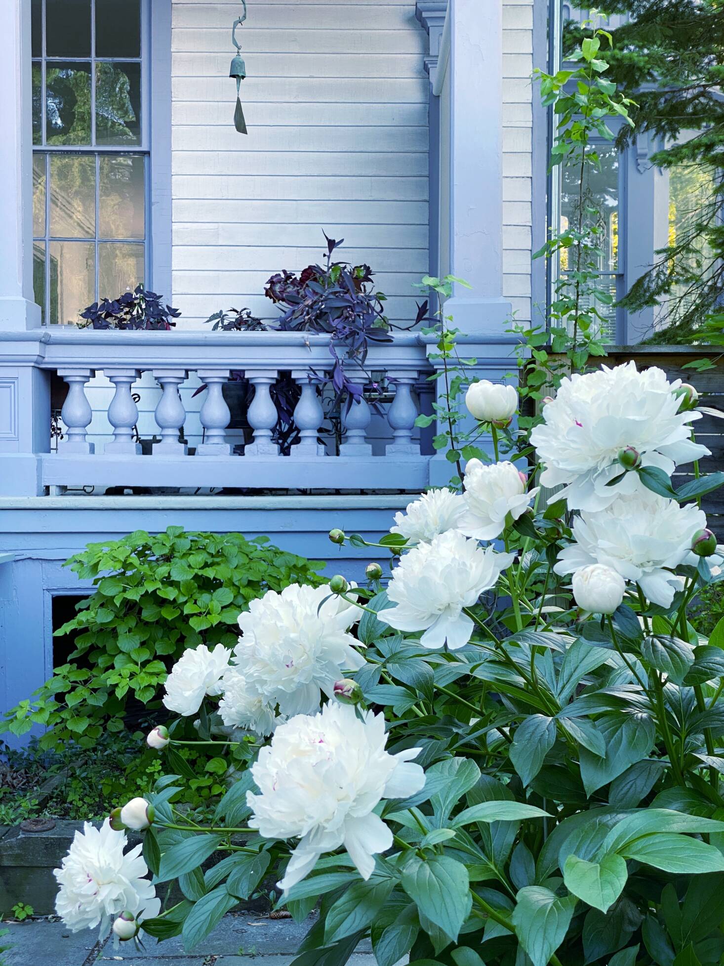 The Lavender Ghost Garden: Amy Ilias and Jim Denney's Backyard Makeover