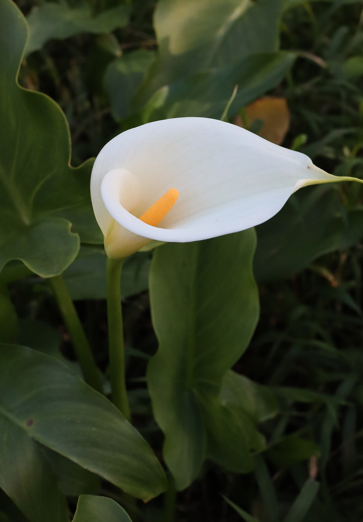 Arum Lilies (aka Calla Lilies) Grow Wild in South Africa