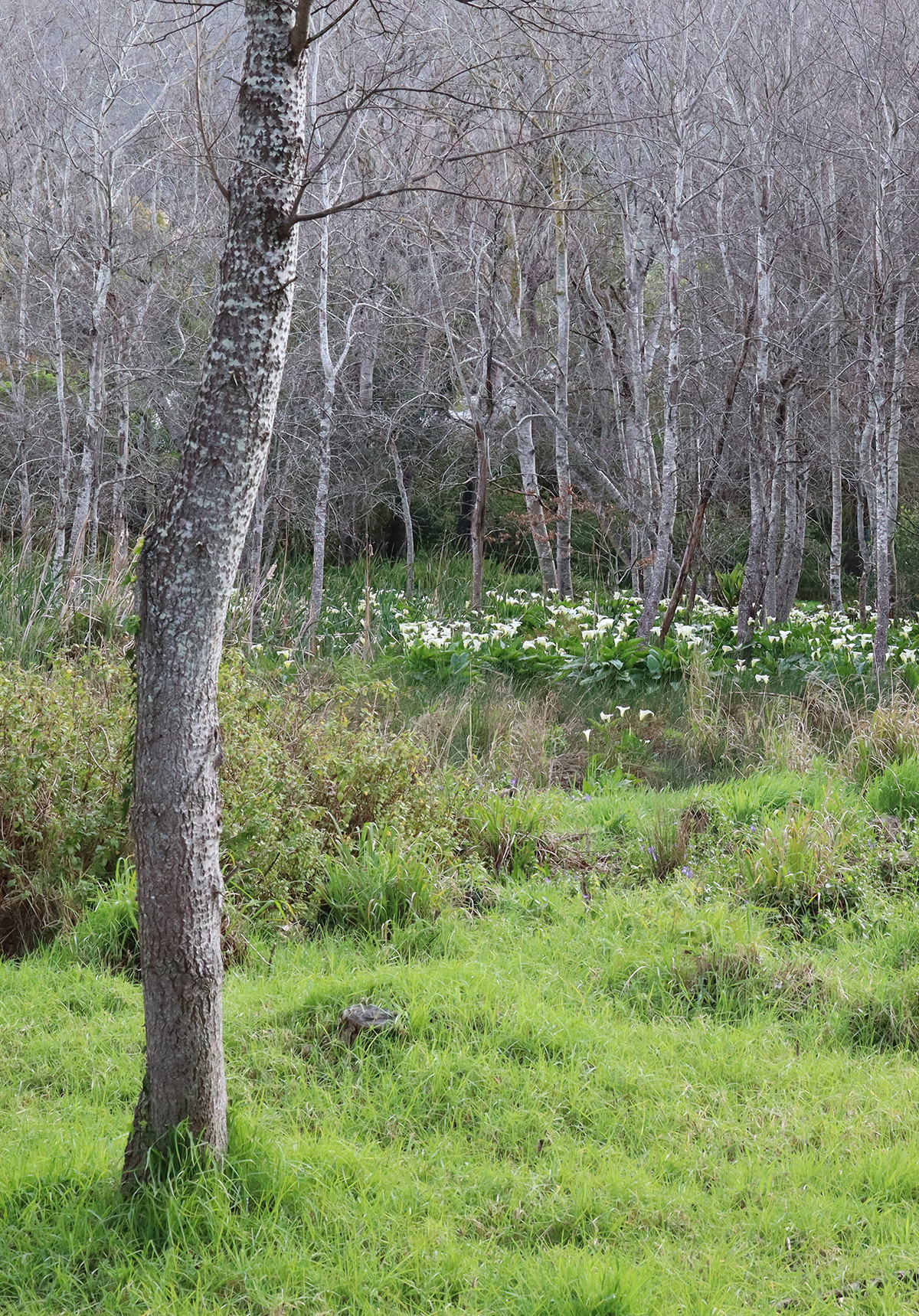 Arum Lilies (aka Calla Lilies) Grow Wild in South Africa
