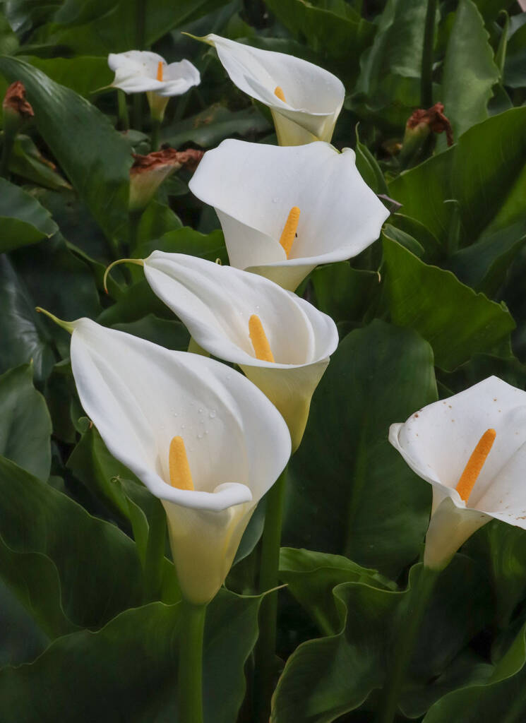 Arum Lilies (aka Calla Lilies) Grow Wild in South Africa