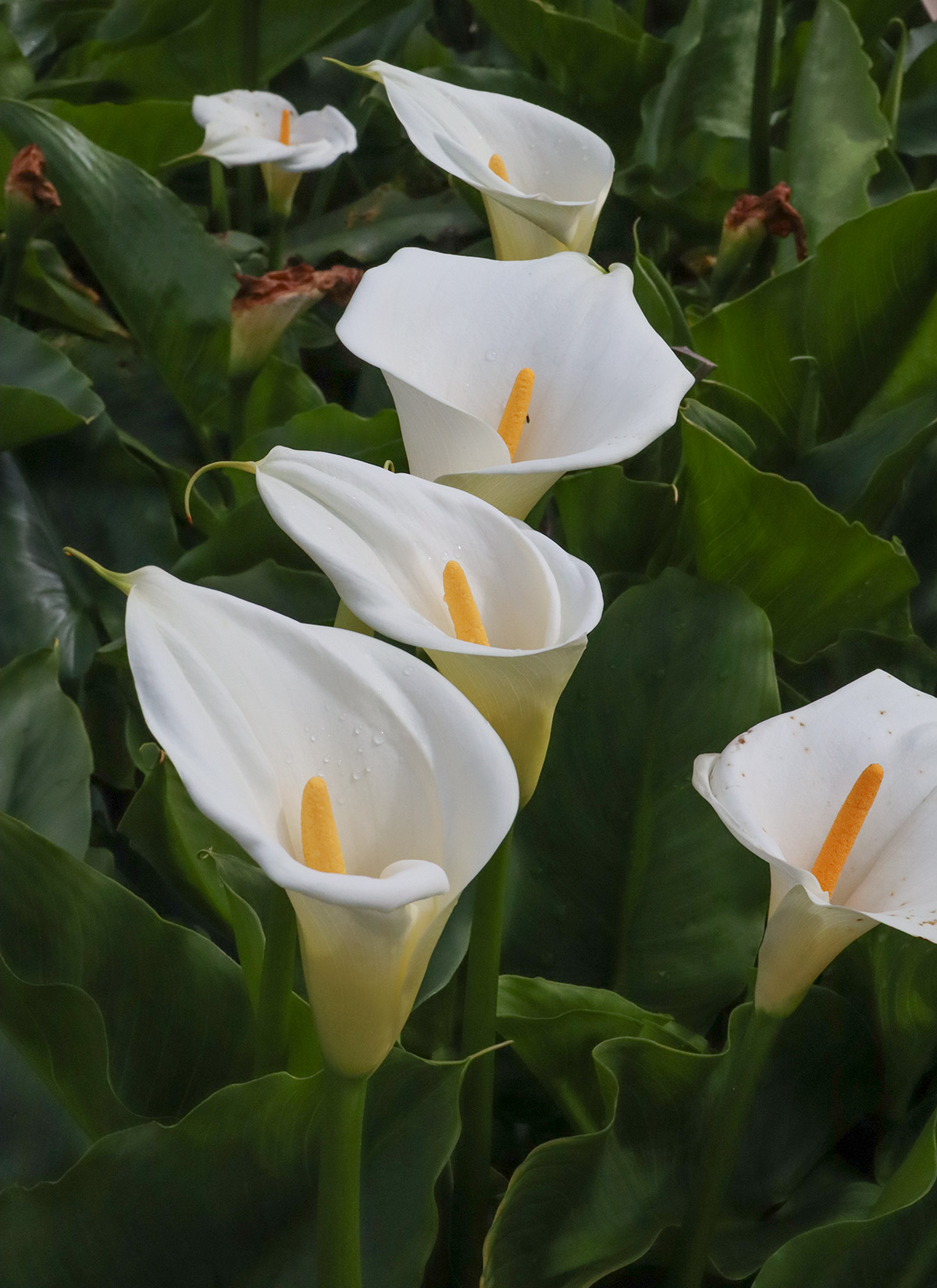 Arum Lilies (aka Calla Lilies) Grow Wild in South Africa