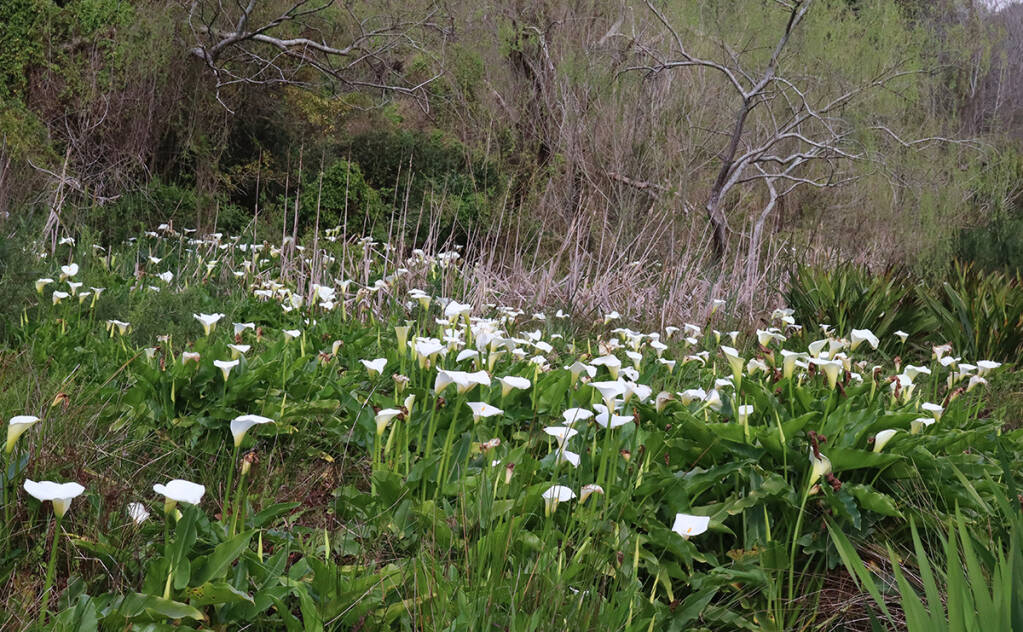 Arum Lilies (aka Calla Lilies) Grow Wild in South Africa