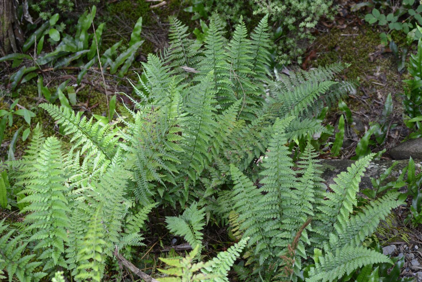 Mother Fern: AKA Hen and Chickens Fern, Mother Spleenwort, and New ...