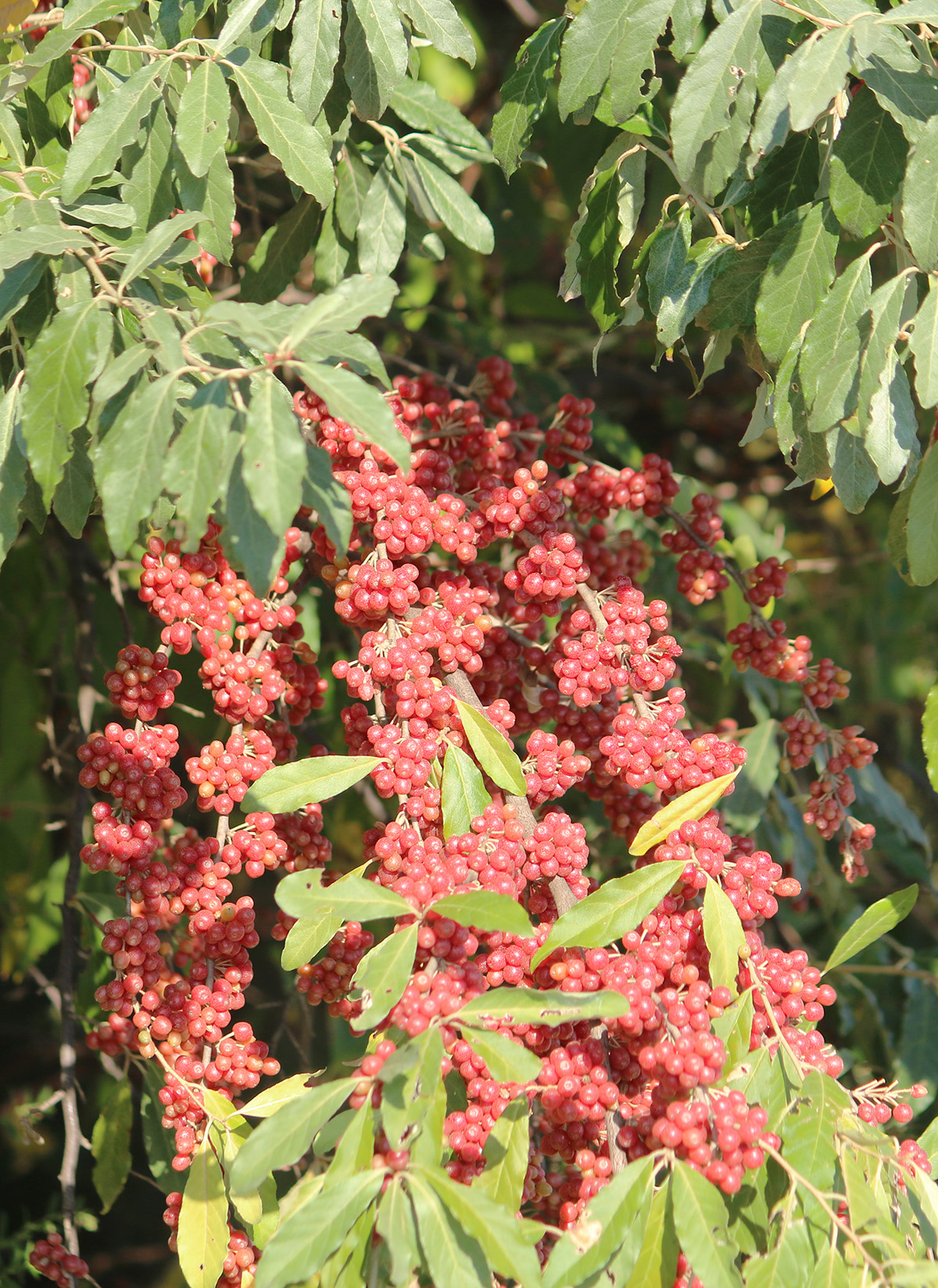 Autumn olives are an edible and invasive fruit that is sustainable to forage