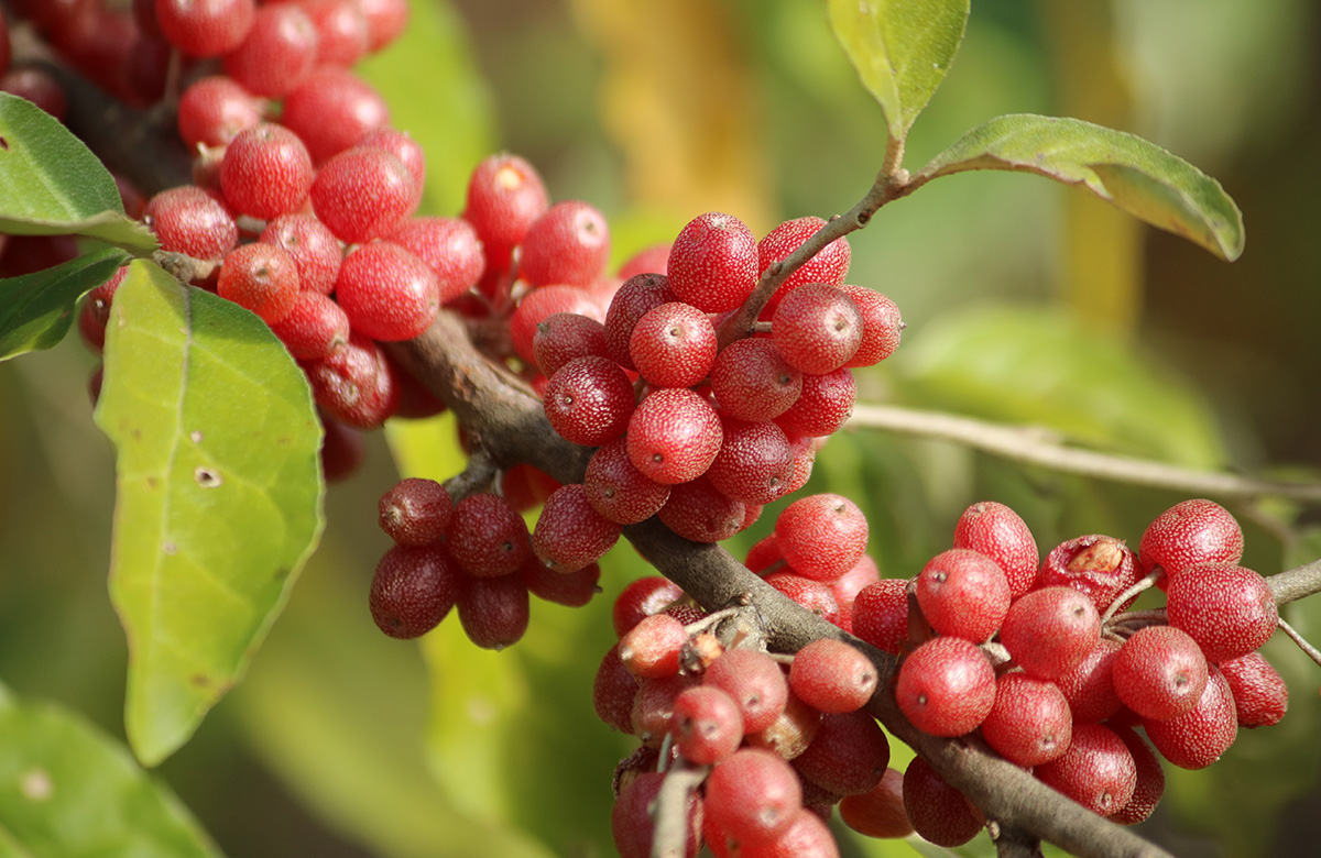 Autumn olives are an edible and invasive fruit that is sustainable to ...