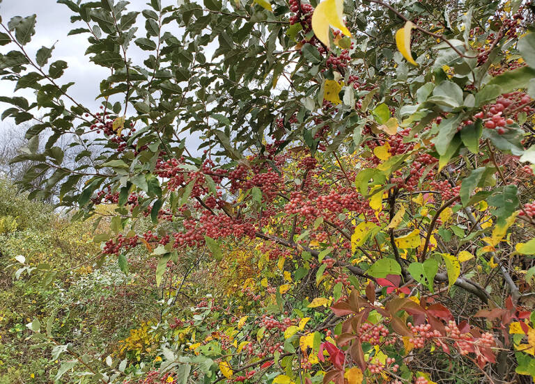 Autumn olives are an edible and invasive fruit that is sustainable to ...