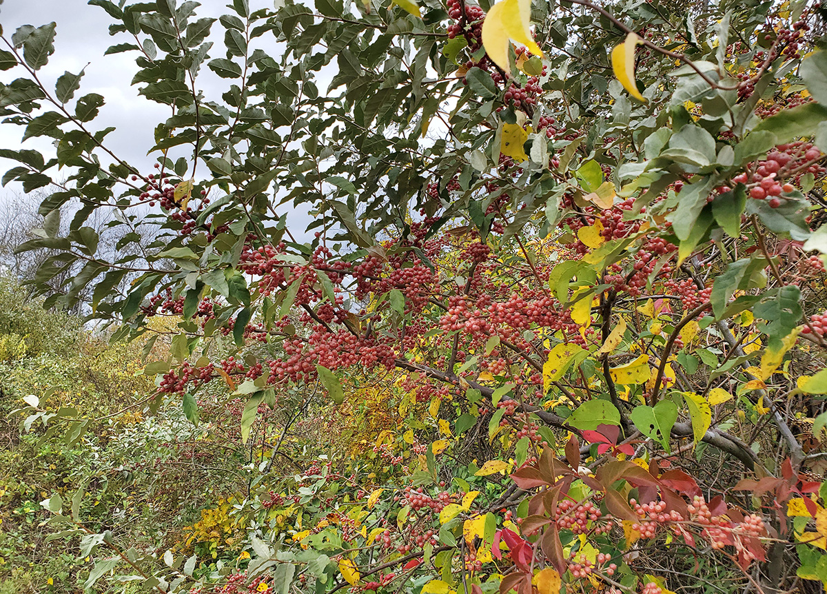Autumn olives are an edible and invasive fruit that is sustainable to forage