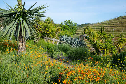 Insectary Garden: The Best Plants to Attract Predator Insects