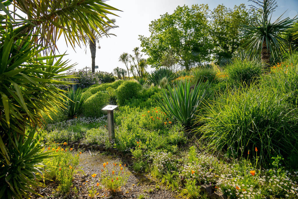 Insectary Garden: The Best Plants to Attract Predator Insects