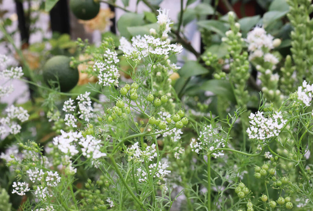 Green Coriander Seeds: How to Use Fresh Cilantro Seeds
