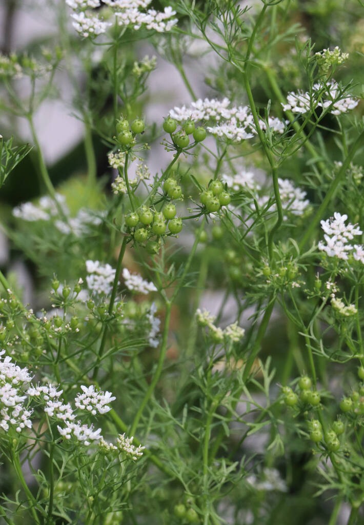 Green Coriander Seeds: How to Use Fresh Cilantro Seeds
