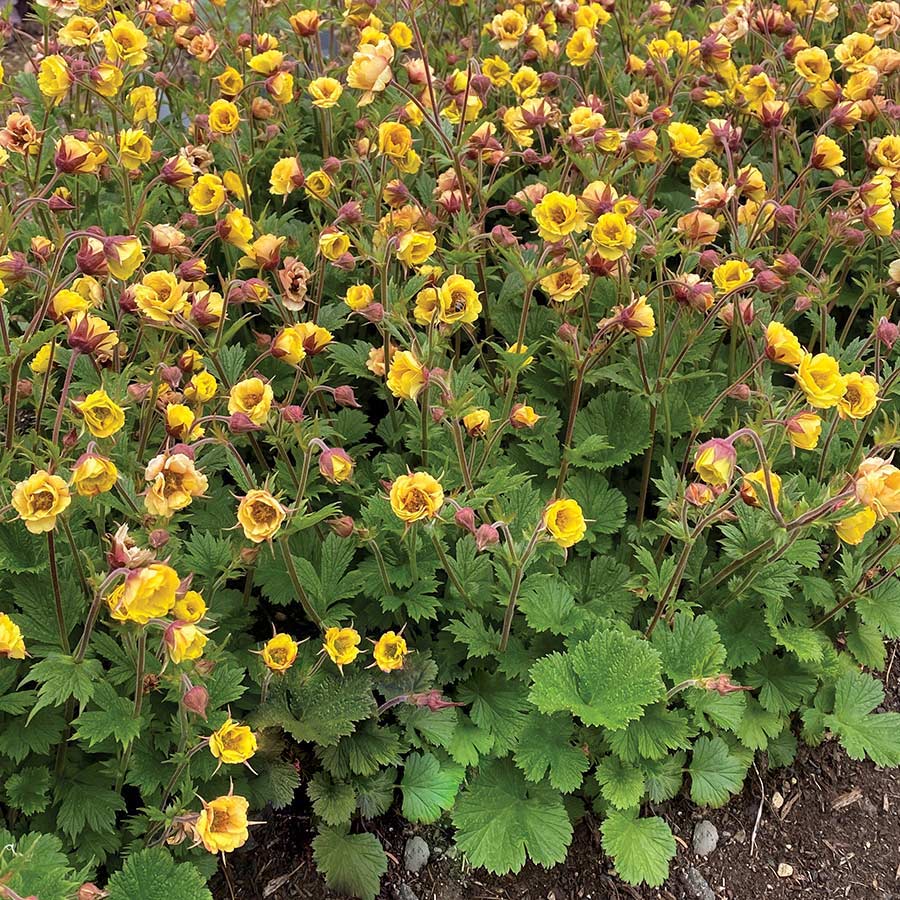 Geums: Light, Water, and Soil Conditions for Growing Avens