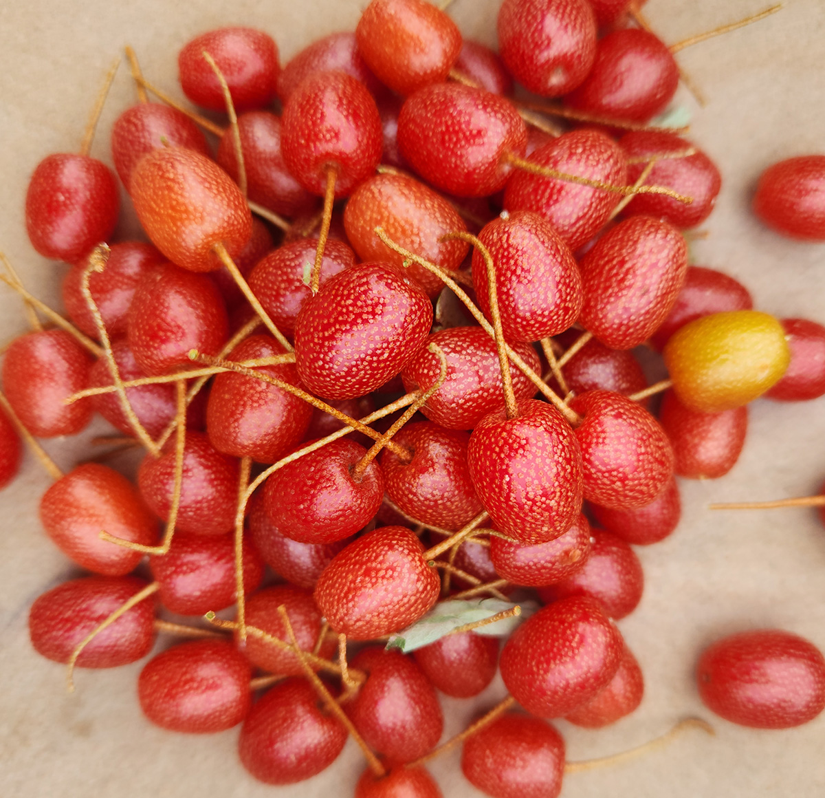 Autumn olives are an edible and invasive fruit that is sustainable to ...