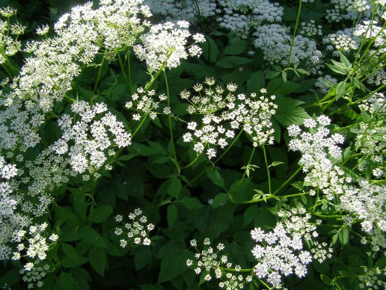 Goutweed: How to Get Rid of Invasive Ground Elder