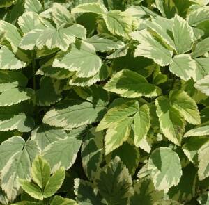 Goutweed: How to Get Rid of Invasive Ground Elder