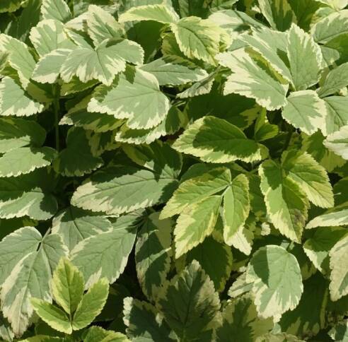 Goutweed: How to Get Rid of Invasive Ground Elder