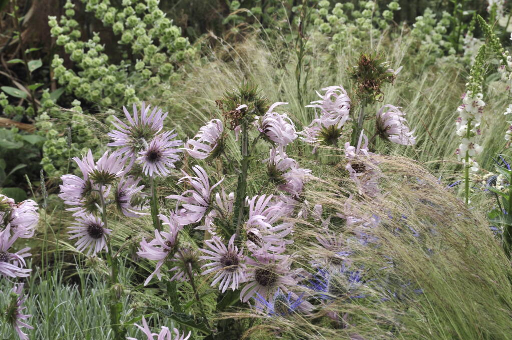 Beth Chatto's Scree Garden: A Visit to the Garden Next to Her Home