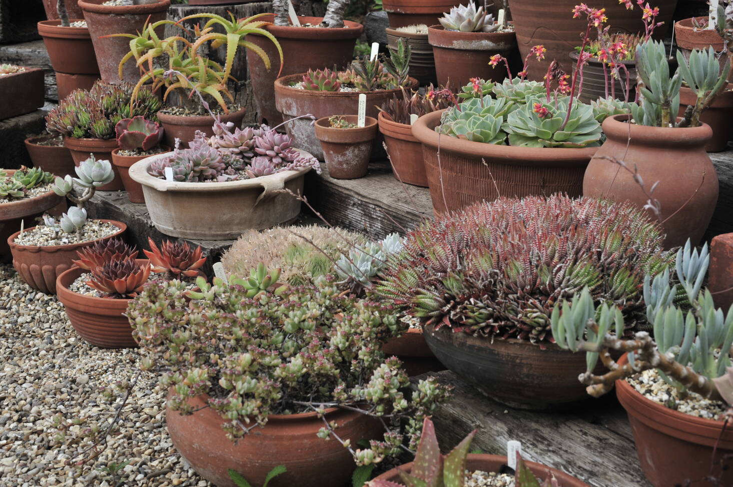 Beth Chatto's Scree Garden: A Visit to the Garden Next to Her Home