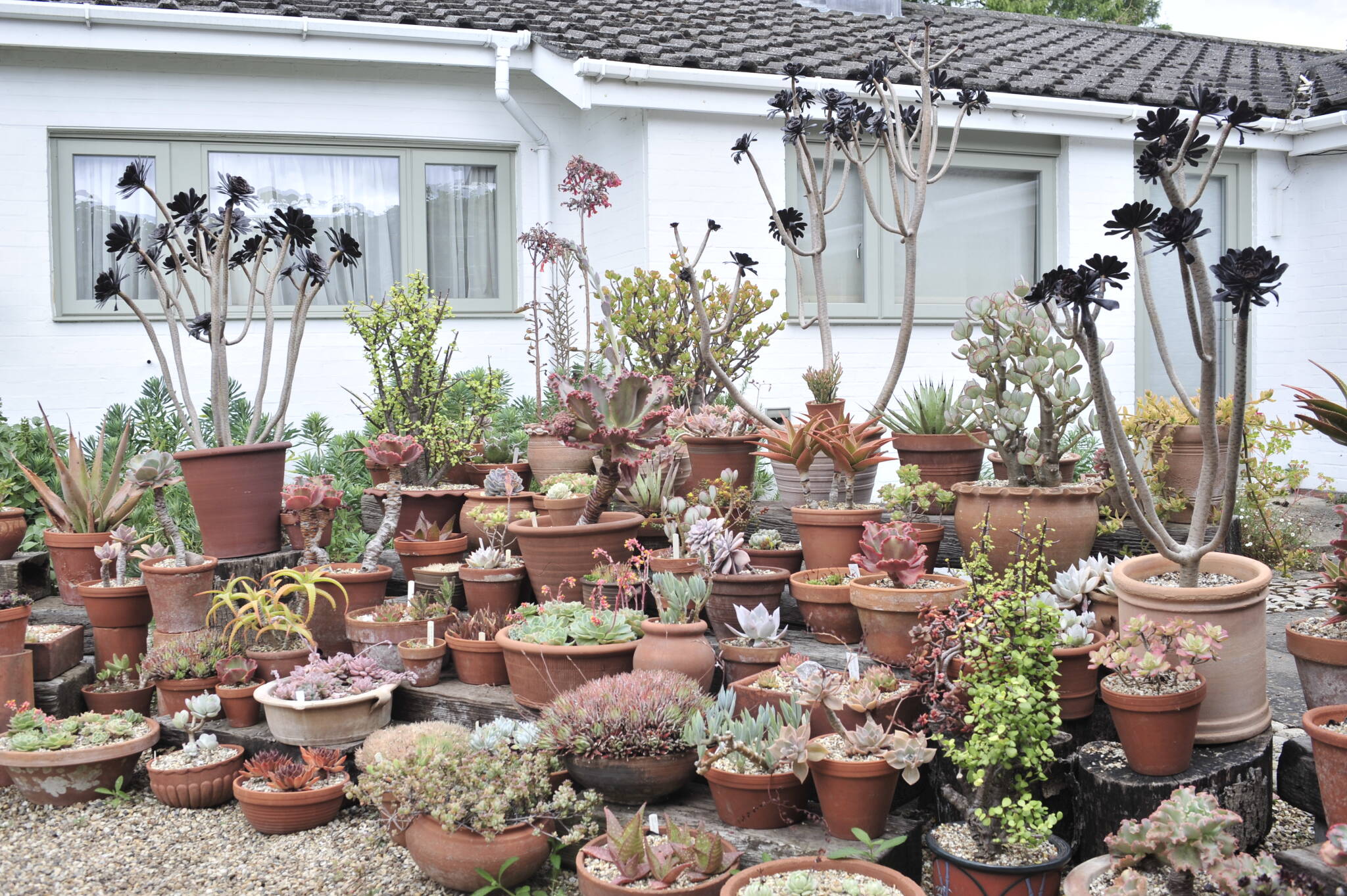 Time to Bring Them In? Top Tips for Transitioning Your Potted Plants ...