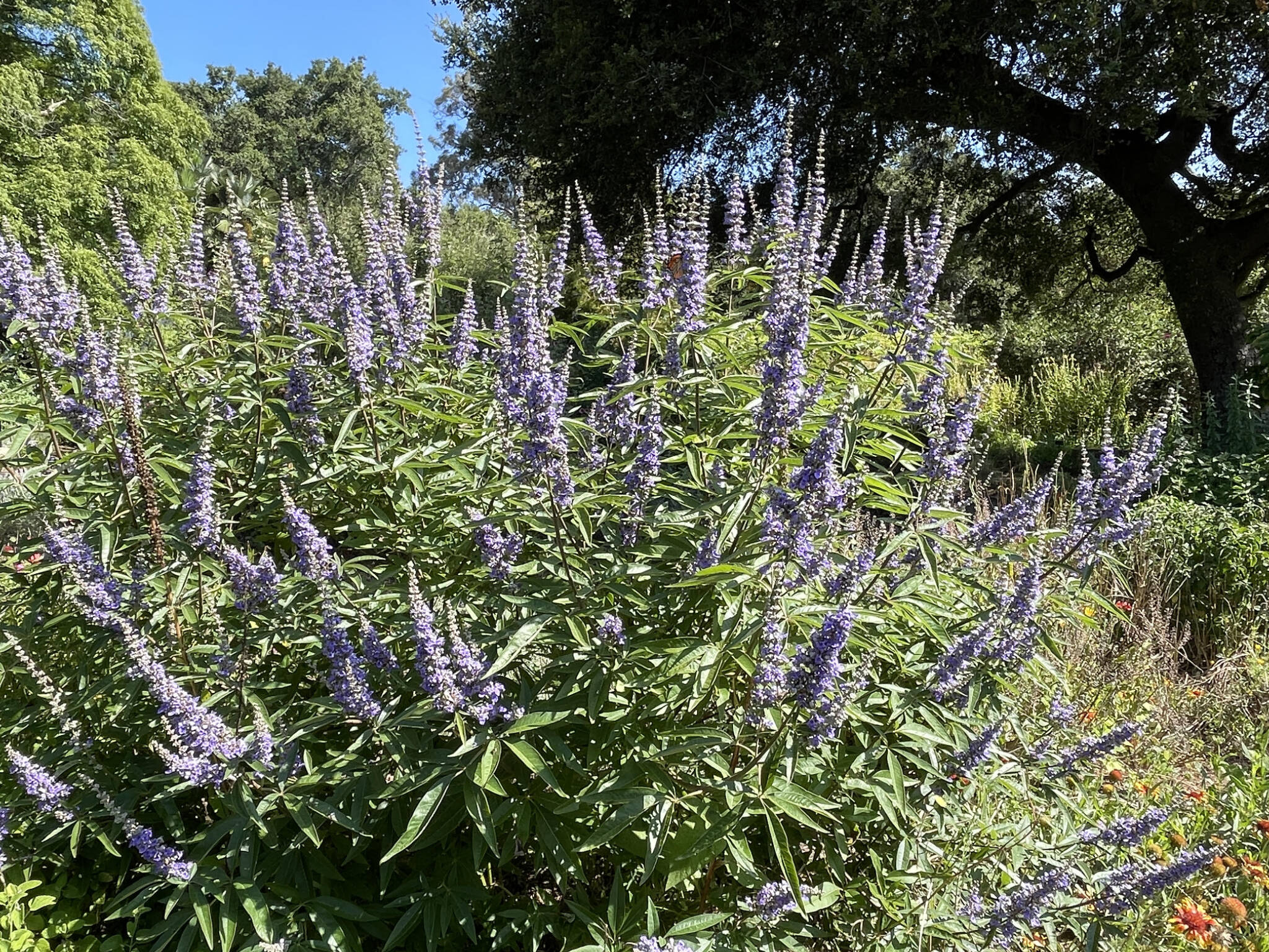 Insectary Garden: The Best Plants to Attract Predator Insects