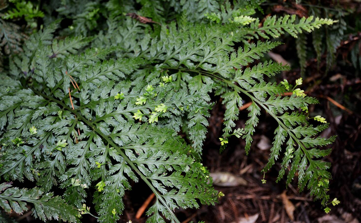 Mother Fern: AKA Hen and Chickens Fern, Mother Spleenwort, and New ...