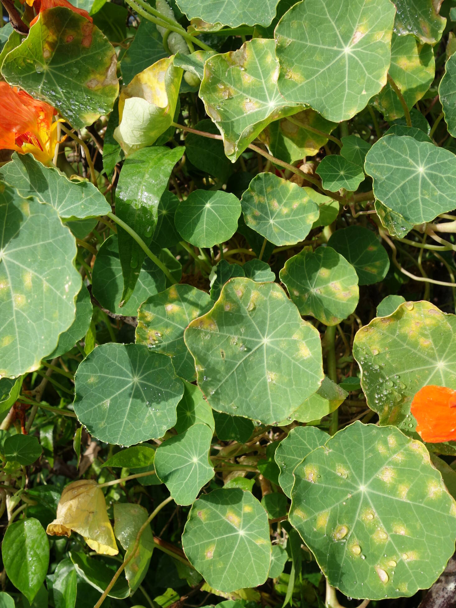 Powdery Mildew: How to Identify the Fungus and Eradicate It