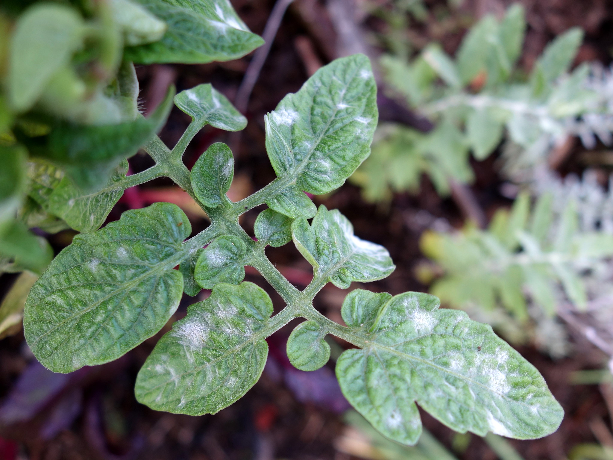 Powdery Mildew: How to Identify the Fungus and Eradicate It