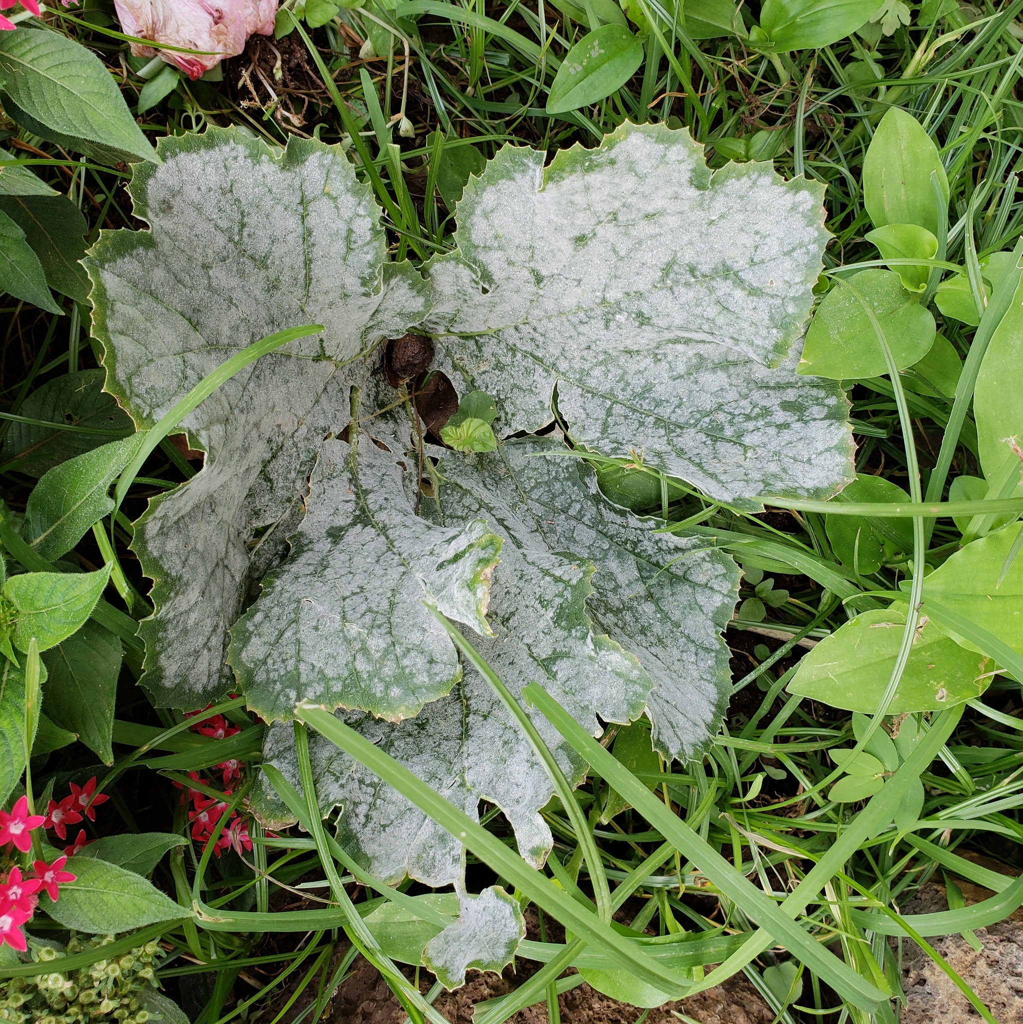 Powdery Mildew: How to Identify the Fungus and Eradicate It