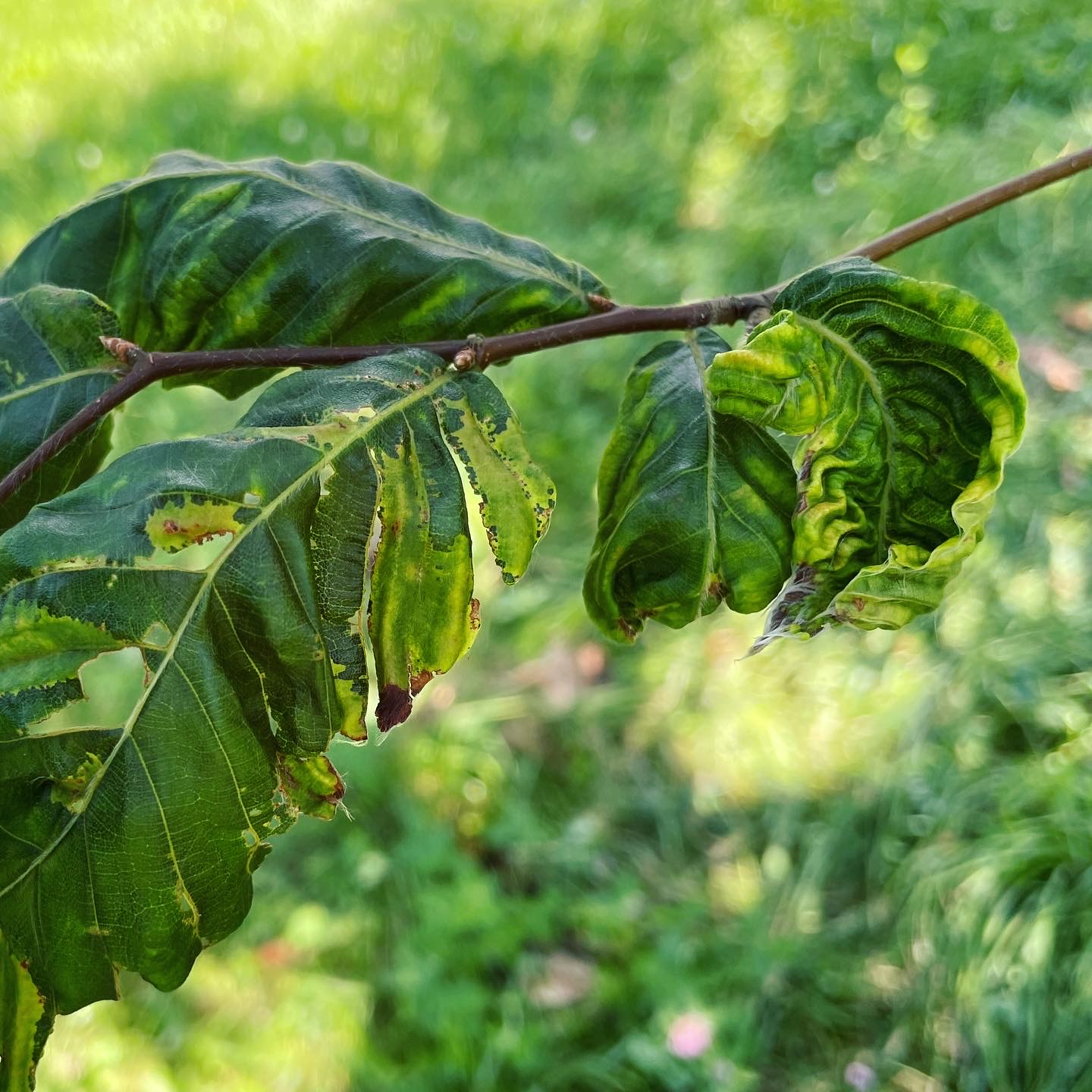 Beech Leaf Disease: What You Need to Know about the Disease