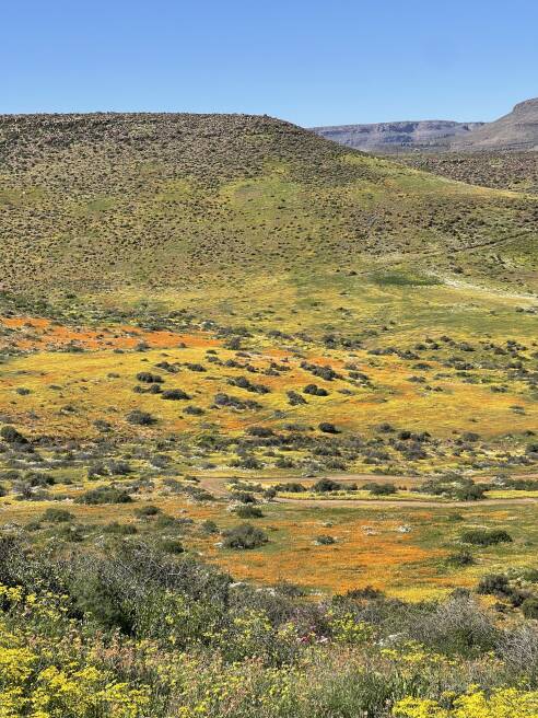 South Africa Spring Superbloom 2023: Where to Go, What to See