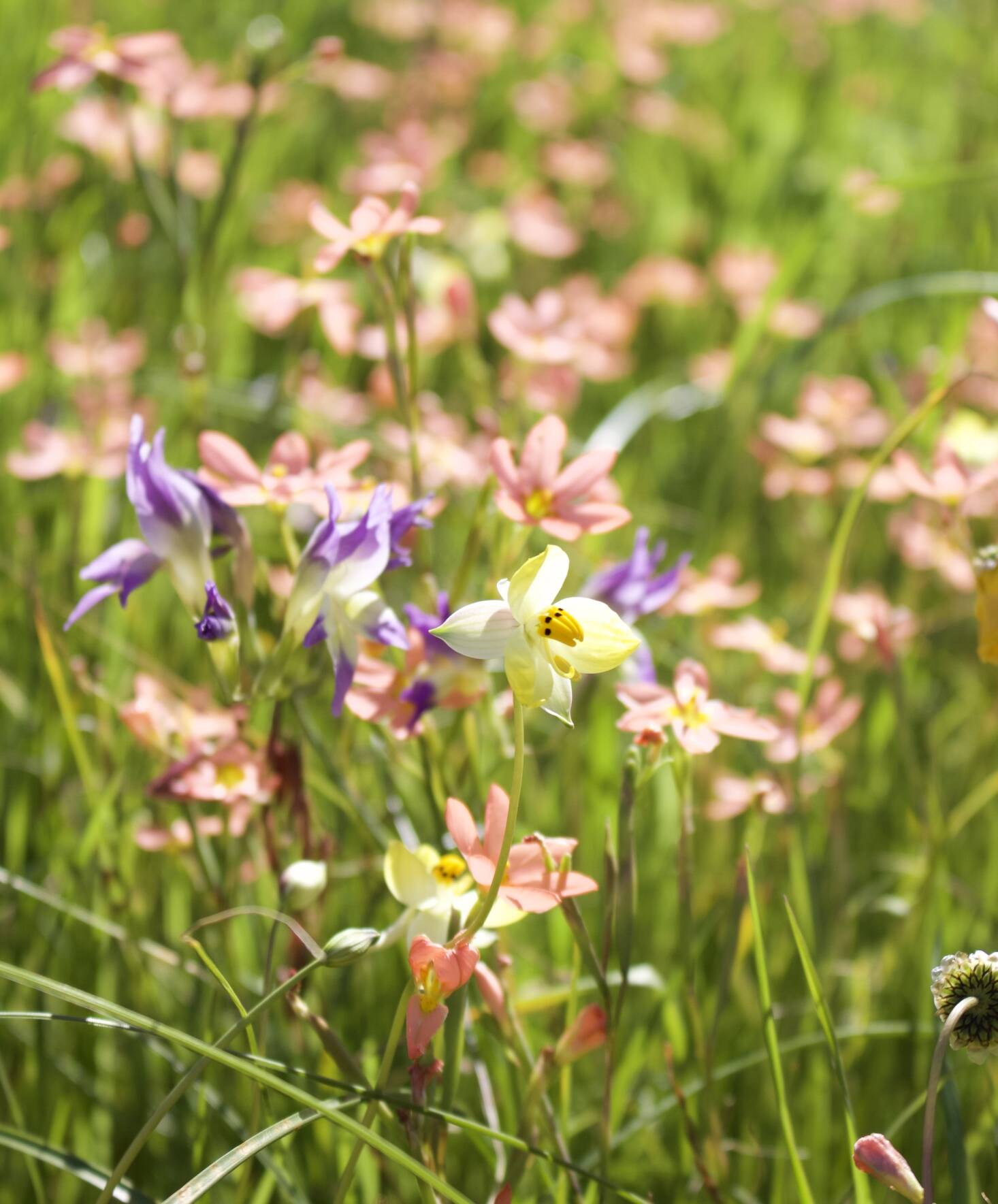 South Africa Spring Superbloom 2023: Where to Go, What to See