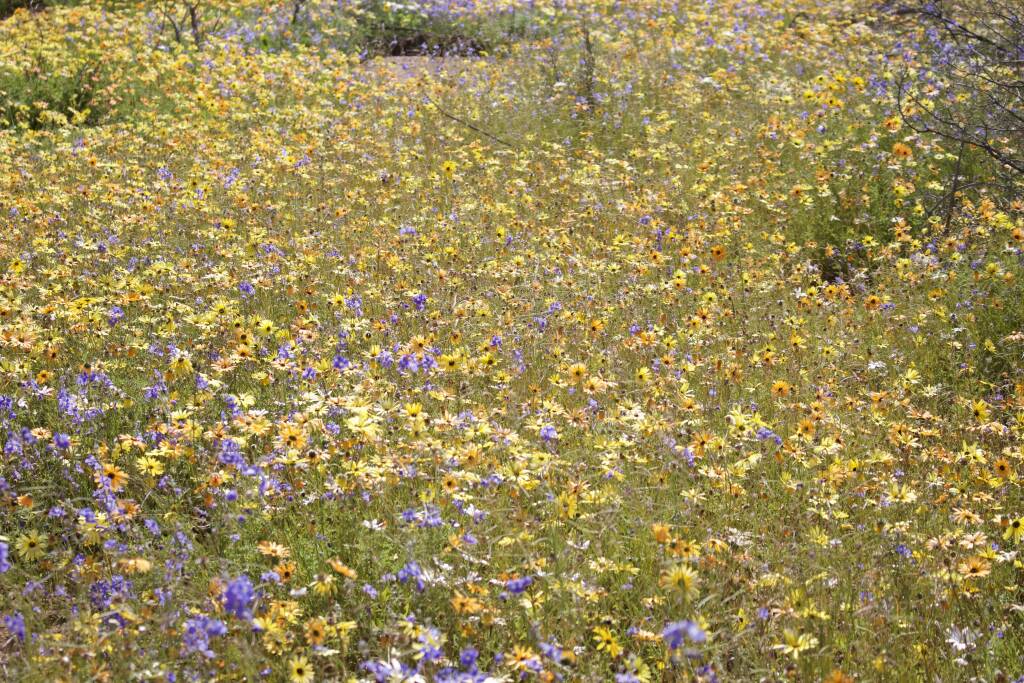 South Africa Spring Superbloom 2023: Where to Go, What to See