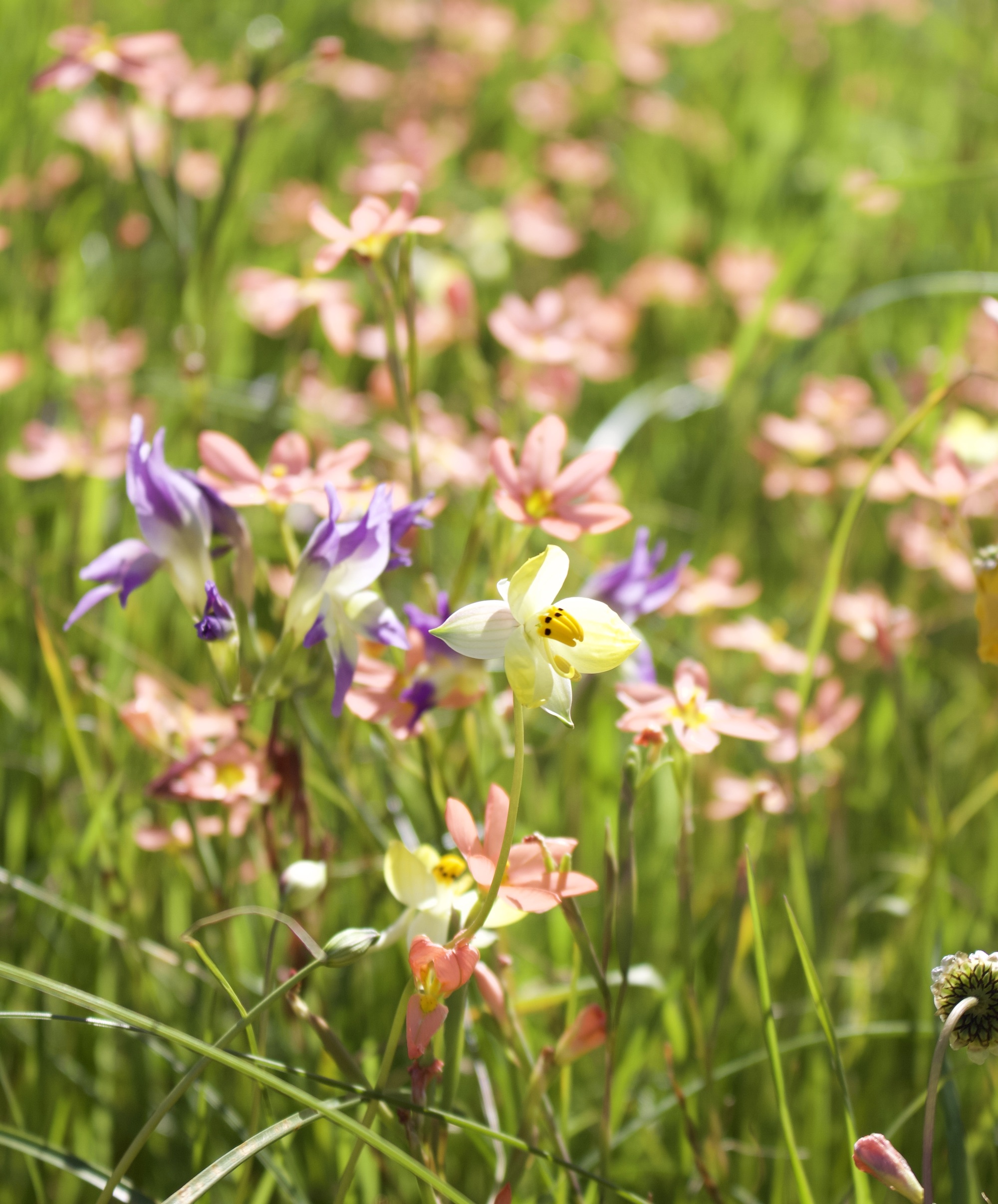 South Africa Spring Superbloom 2023: Where to Go, What to See