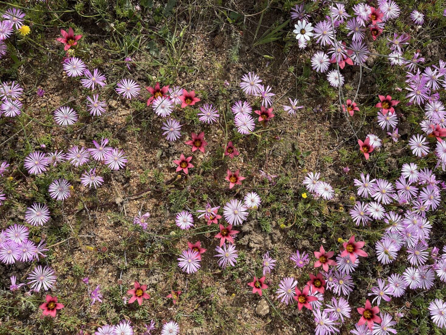Christin Geall: An Interview with the Floral Designer and Writer