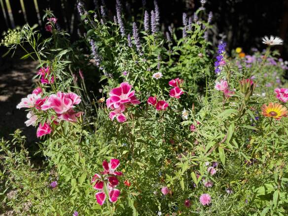 All About Clarkias: How to Grow this Annual Wildflower