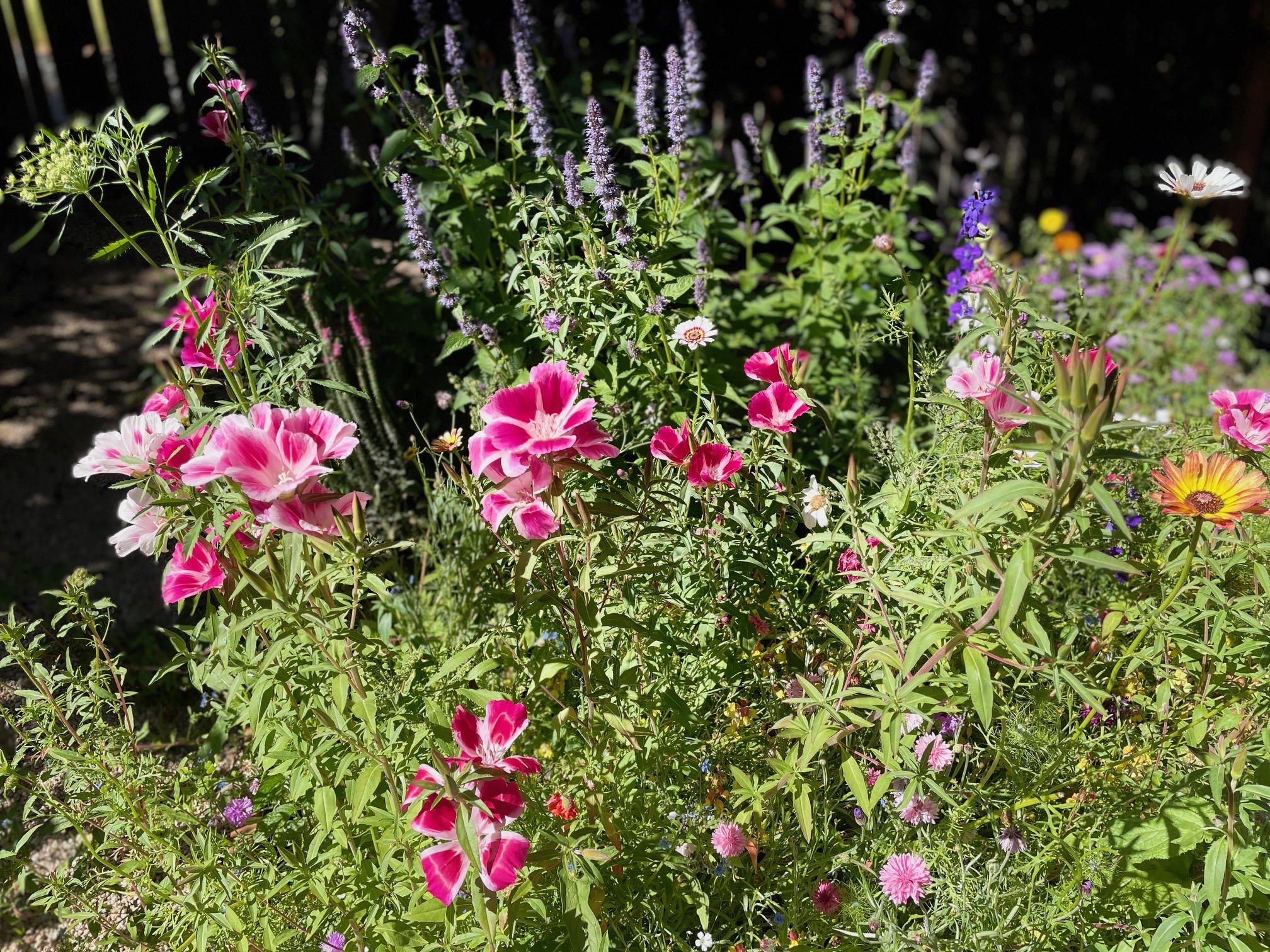 All About Clarkias: How to Grow this Annual Wildflower