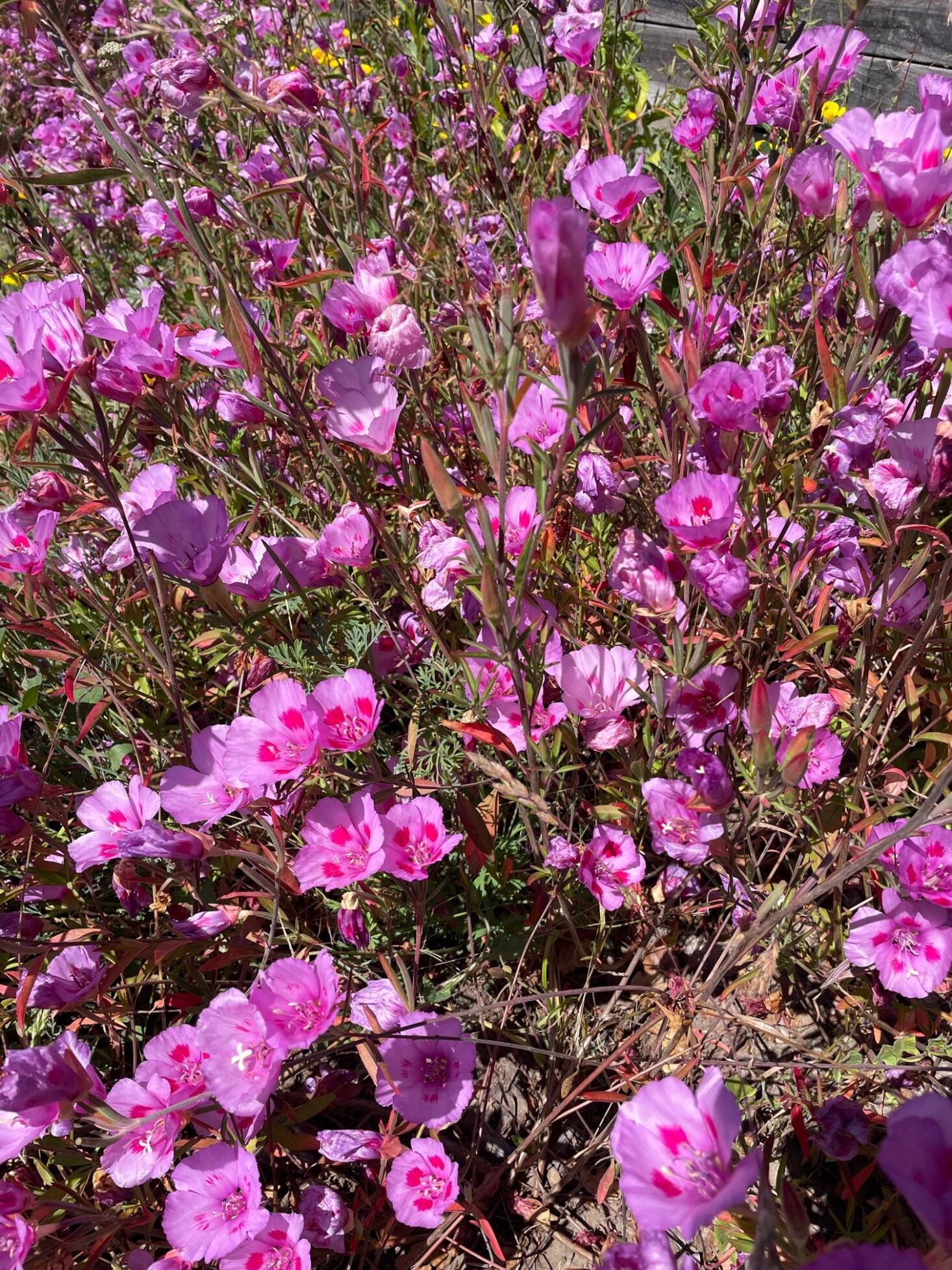 All About Clarkias: How to Grow this Annual Wildflower