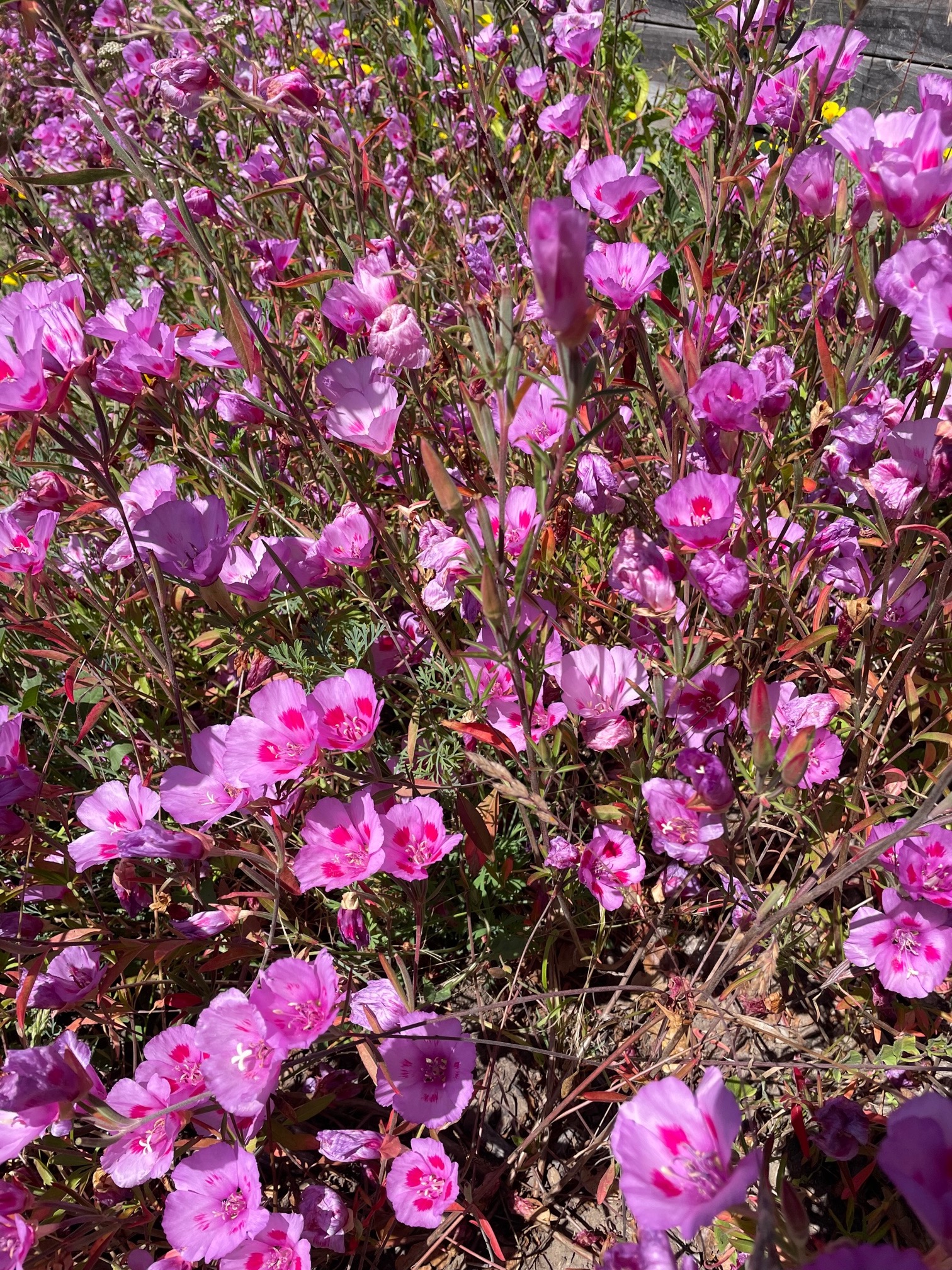 All About Clarkias: How to Grow this Annual Wildflower