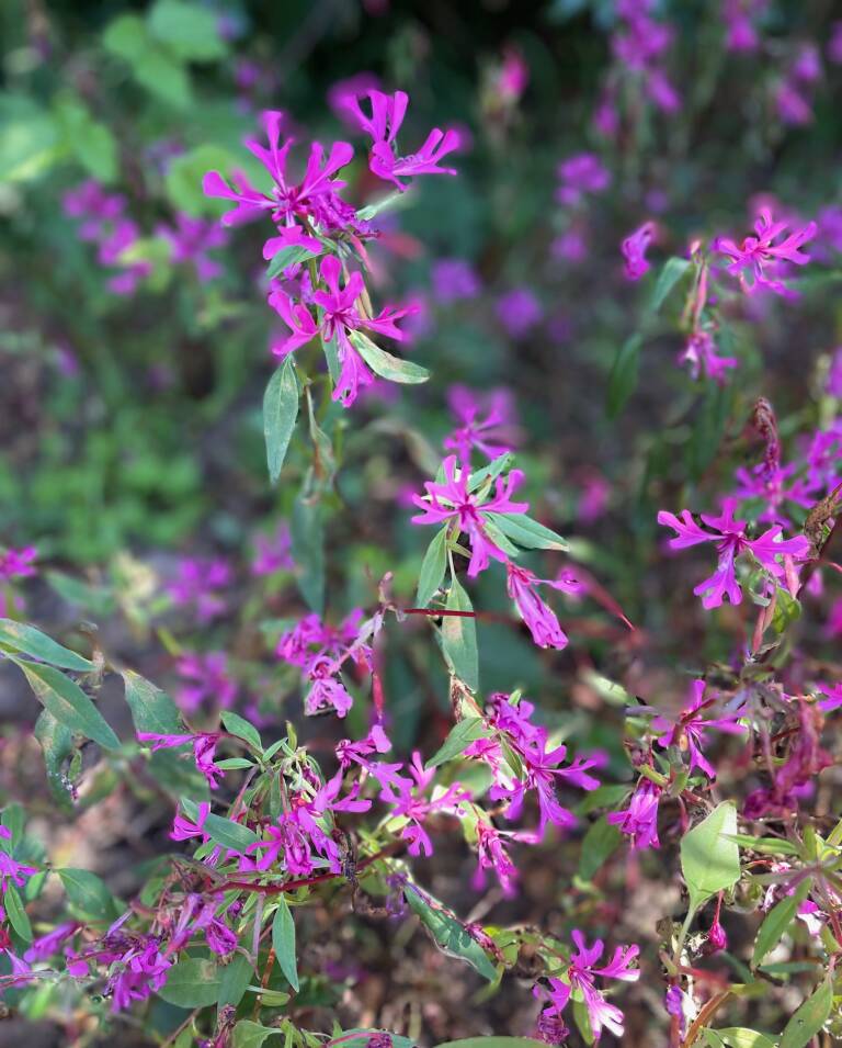 All About Clarkias: How to Grow this Annual Wildflower