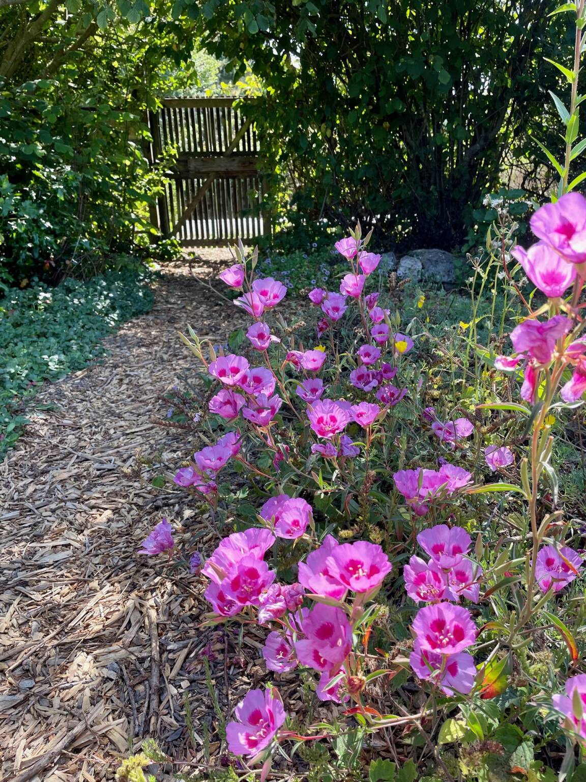 All About Clarkias: How to Grow this Annual Wildflower