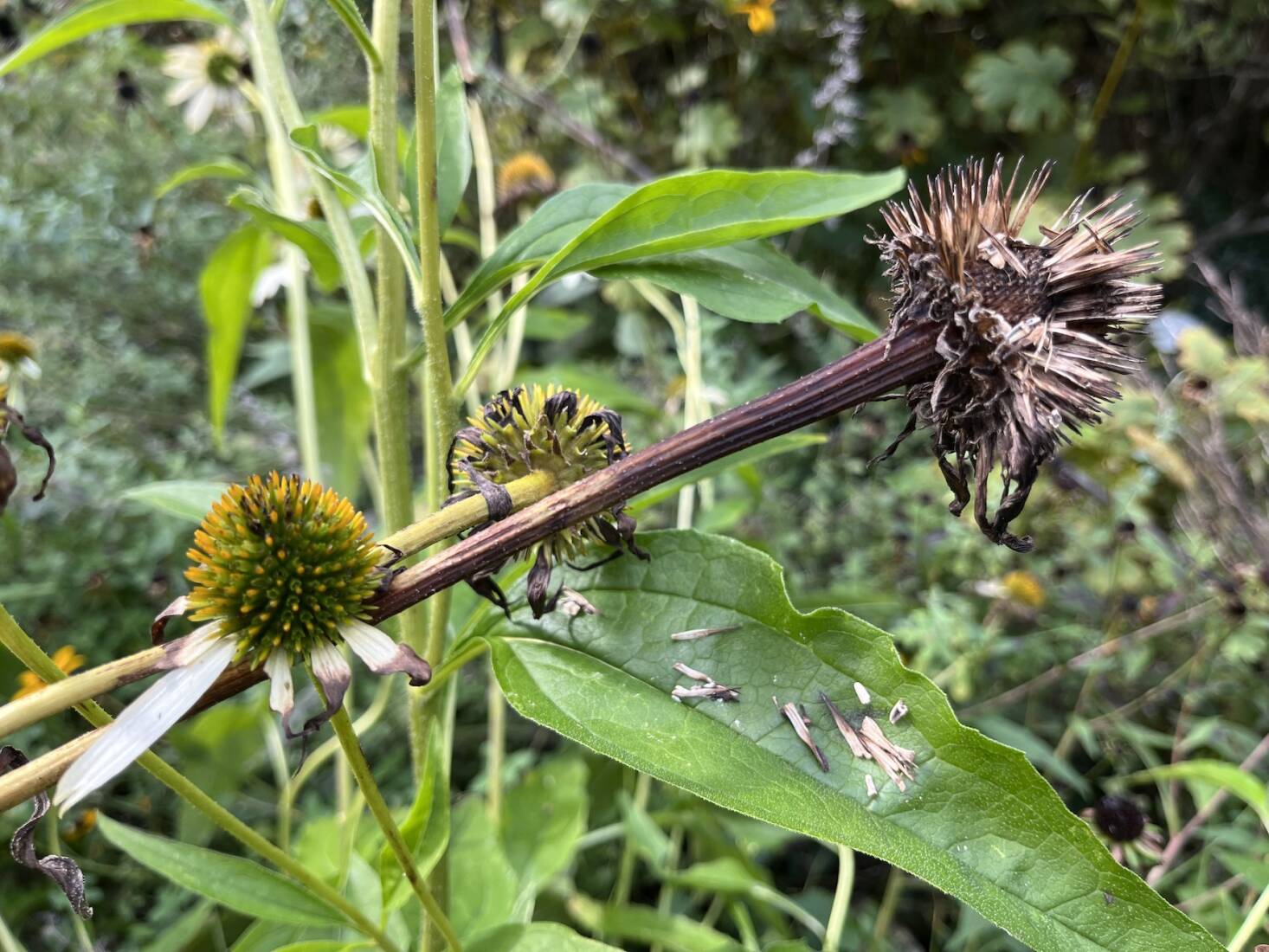 What We Sow: Jennifer Jewell's New Book on the Power of Seeds